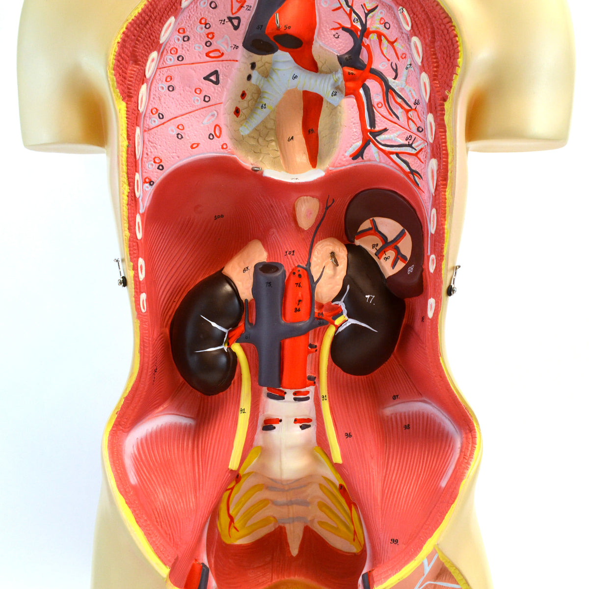 Featured Human Anatomy Models — Eisco Labs