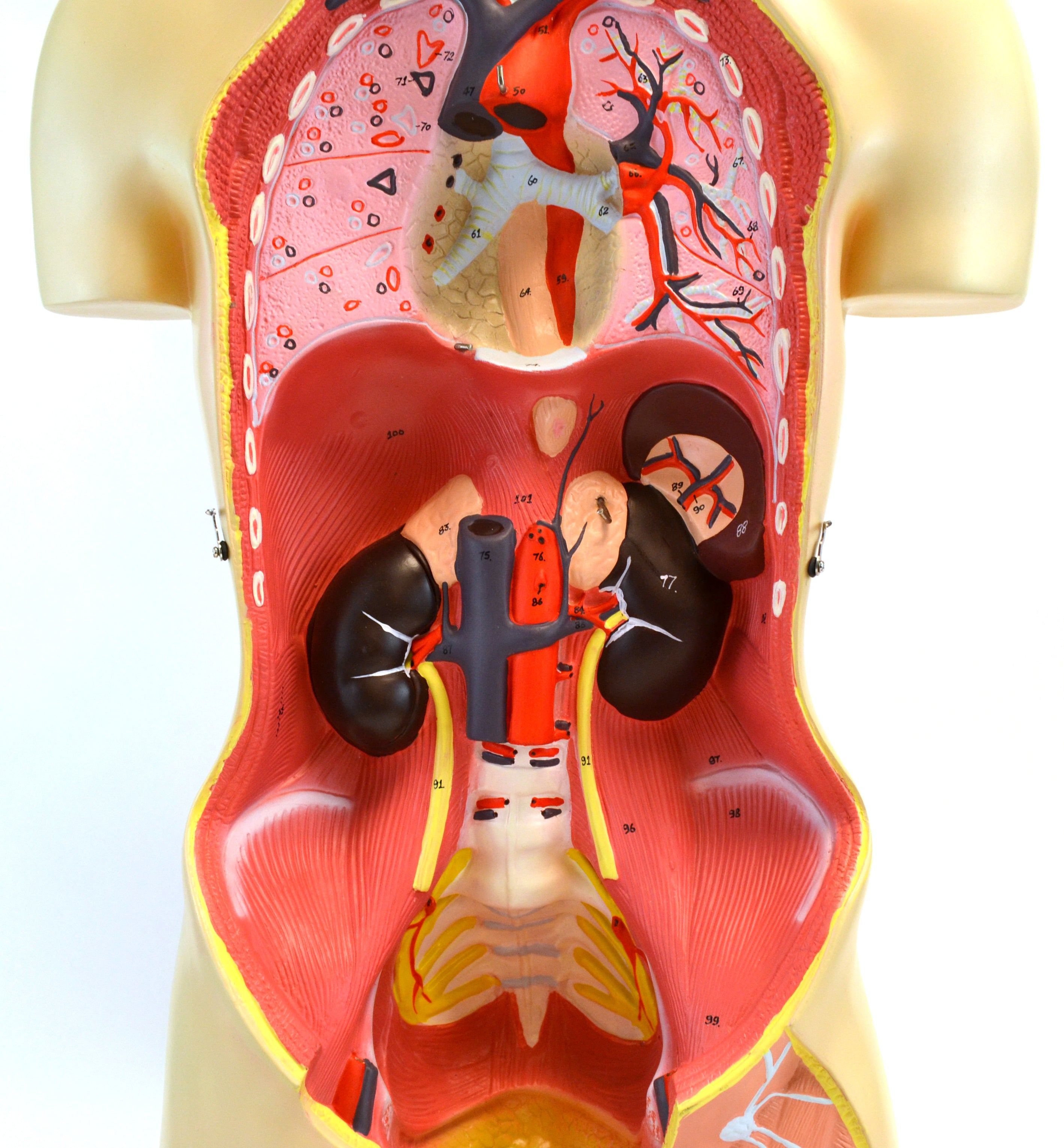 Featured Human Anatomy Models — Eisco Labs
