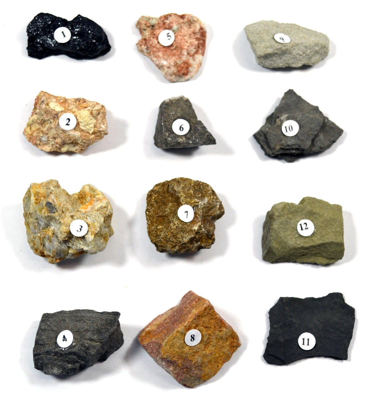 Eisco Sedimentary Rocks Kit - Contains 12 specimens measuring approx ...