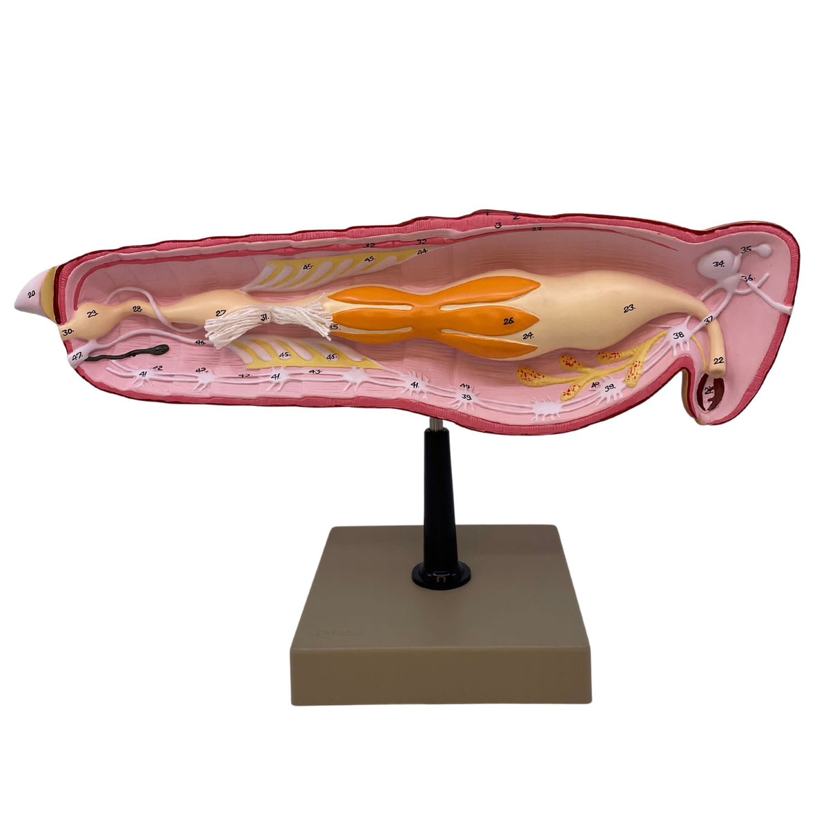 Eisco Labs - Locust Dissection Model - Enlarged Insect Anatomy, Handcr