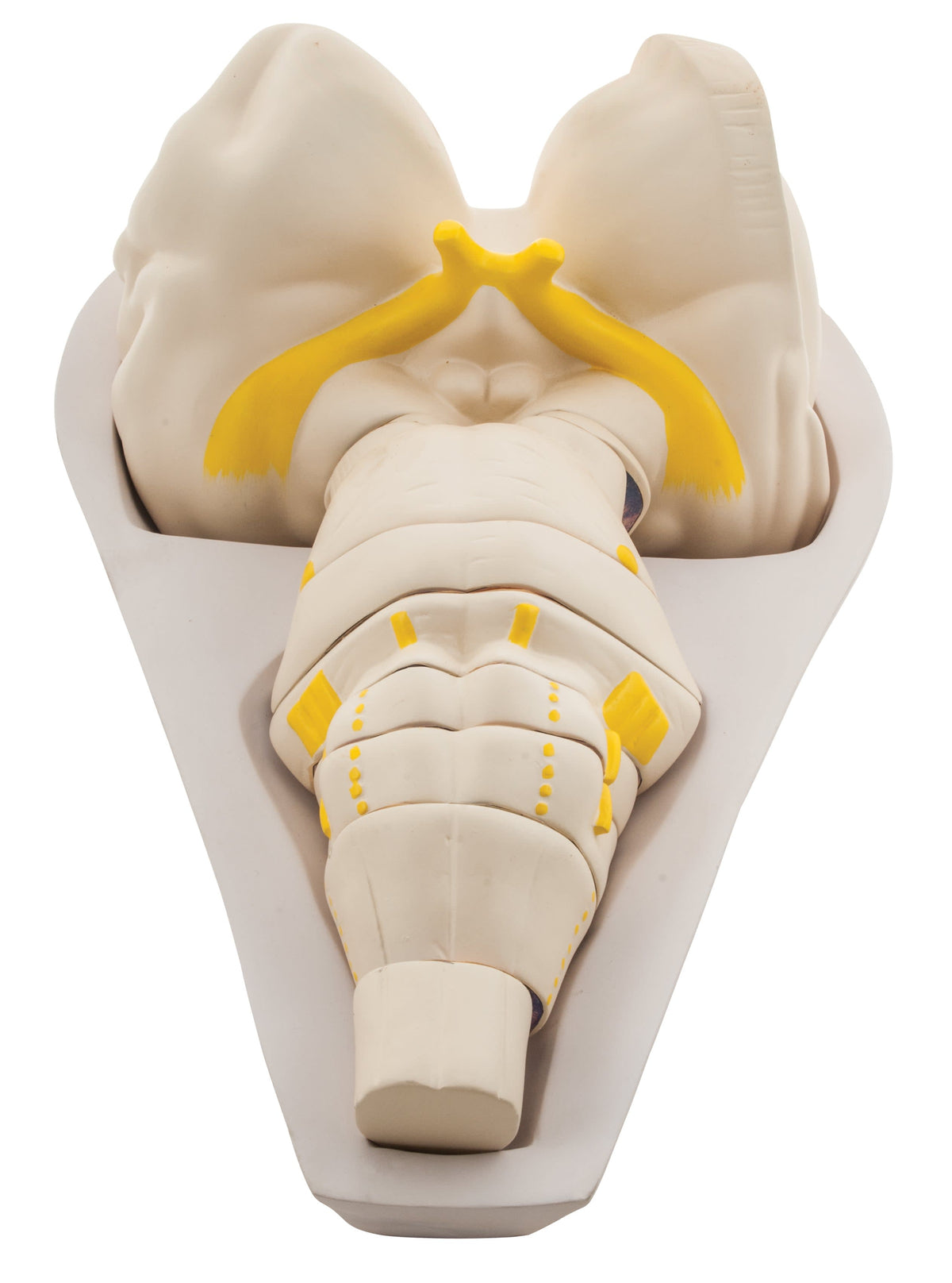 Human Brain Stem — Eisco Labs