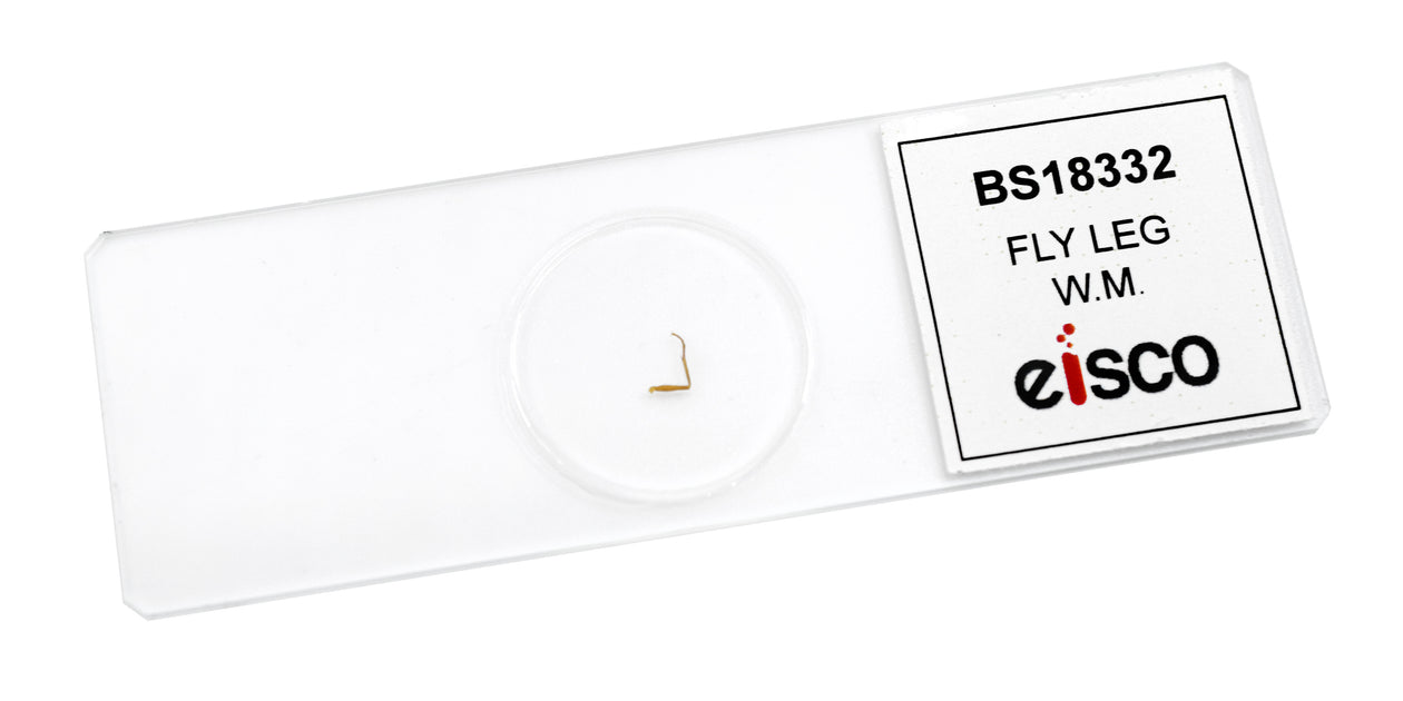 Fly Leg, W.M - Prepared Microscope Slide - 75x25mm — Eisco Labs