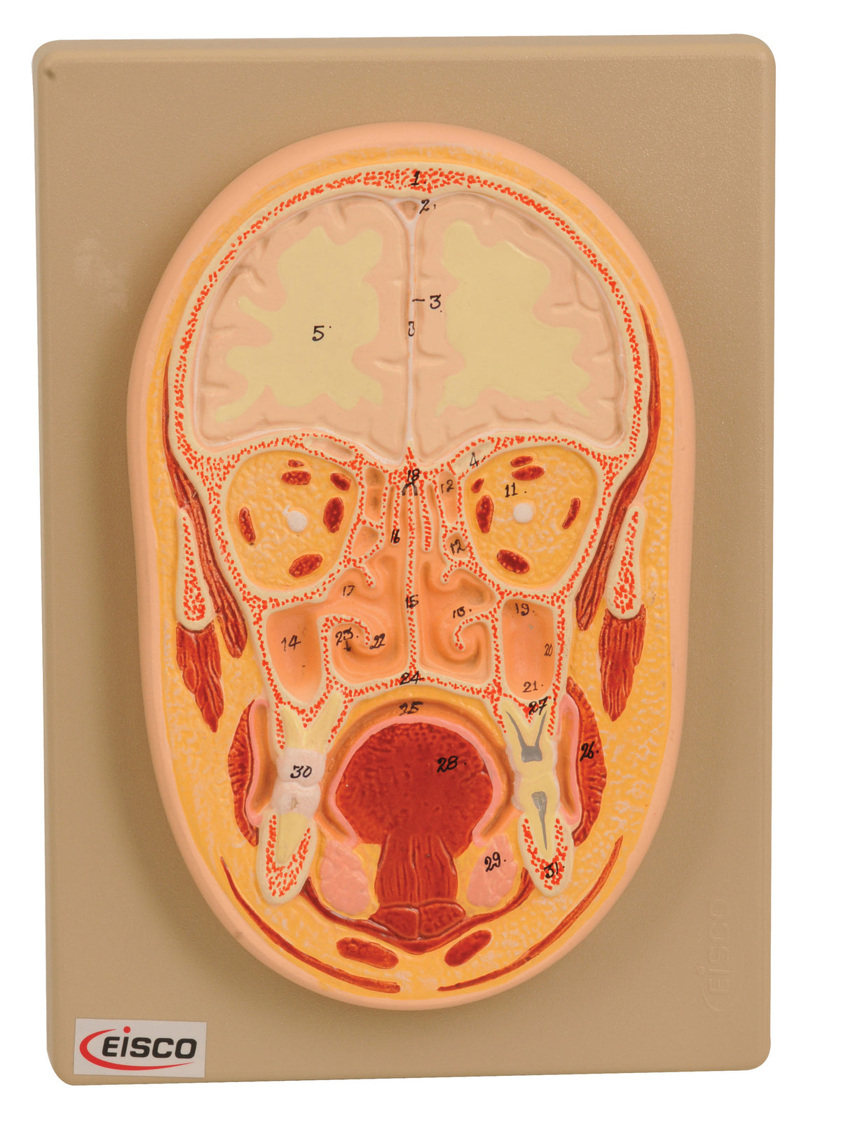 Model Frontal Section of Human Head Natural size — Eisco Labs