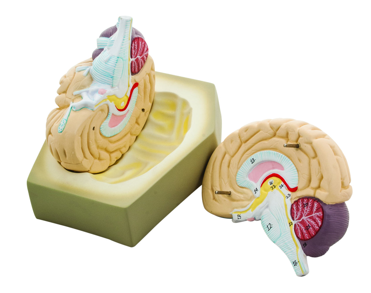 Model Human Brain - 2 parts, Median Section — Eisco Labs