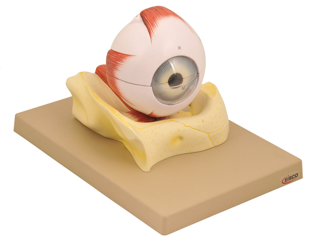 Model Human Eye on Bony Base - 5 times — Eisco Labs