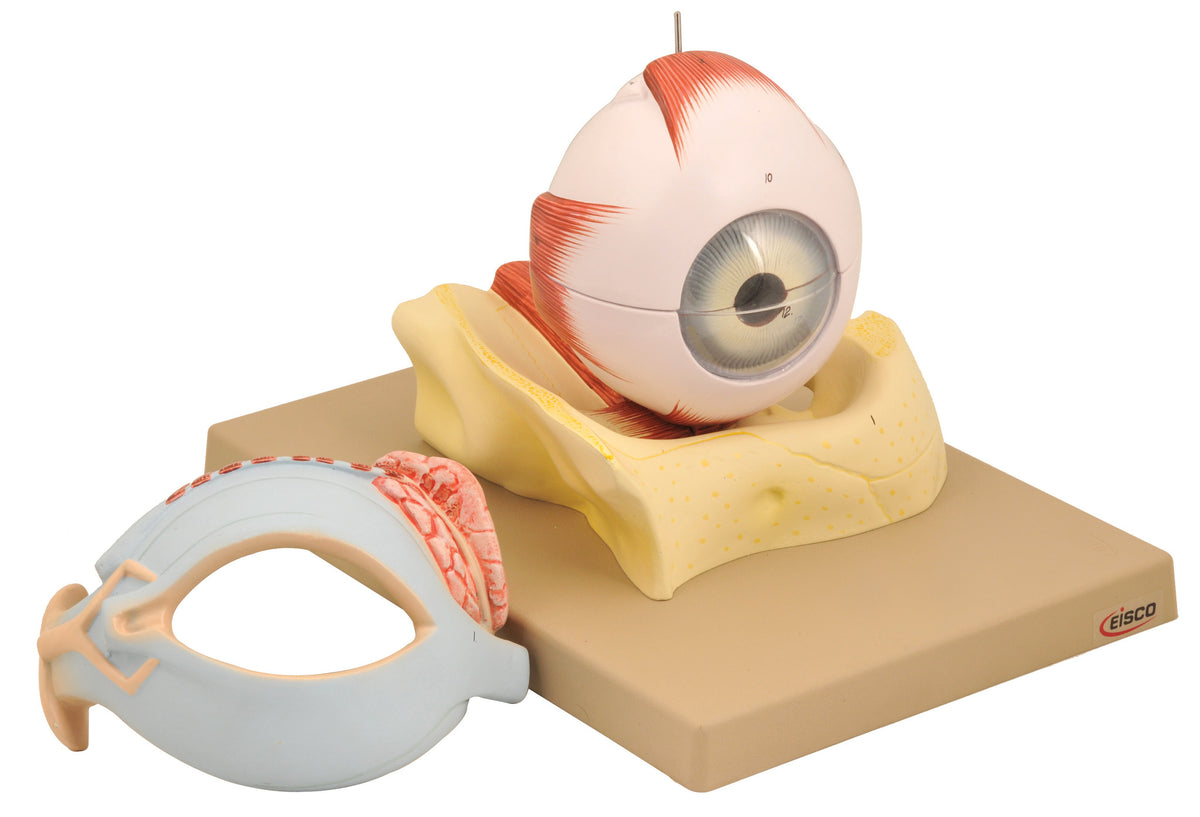 Human Eye with Lid - 5 Times, 8 Parts — Eisco Labs