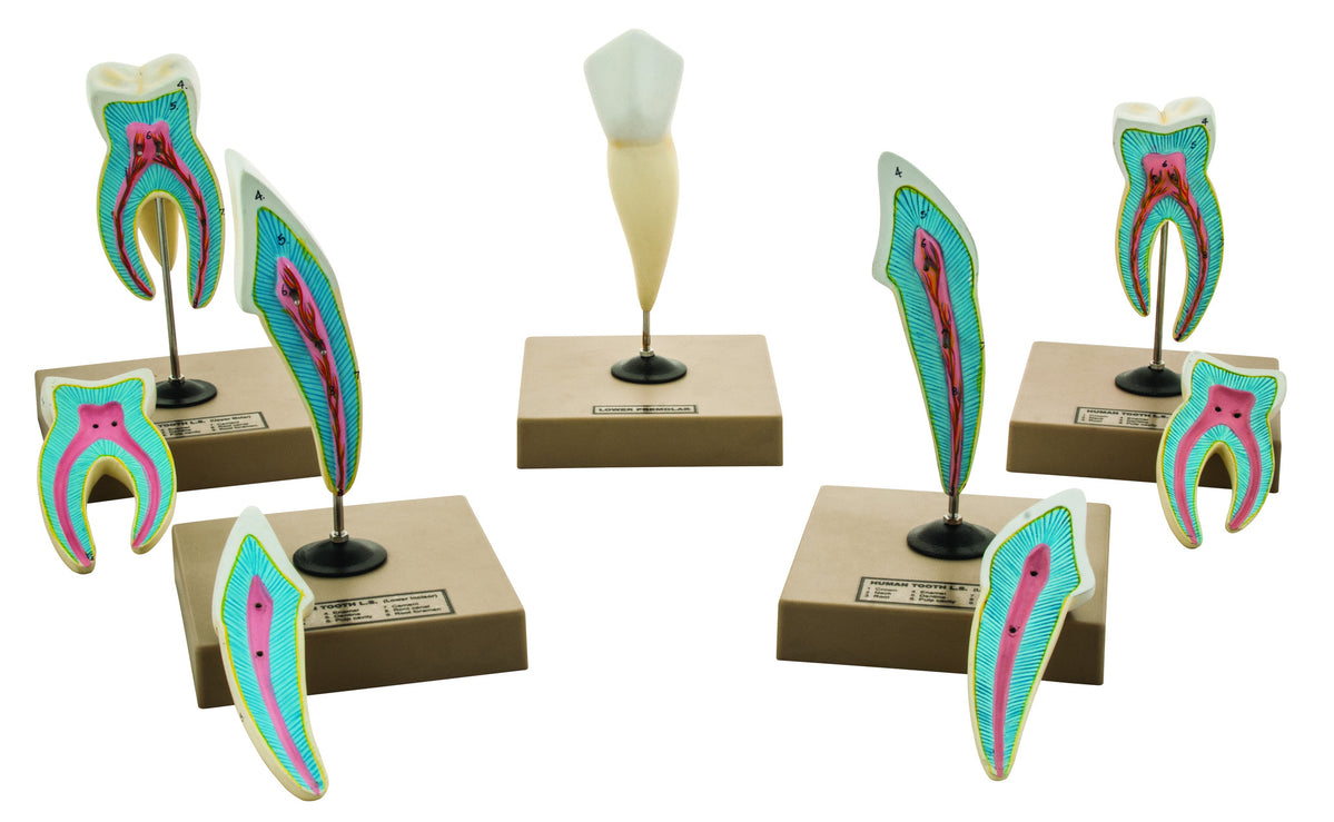 Eisco Labs Human Teeth Models - Set of 5 Different Models