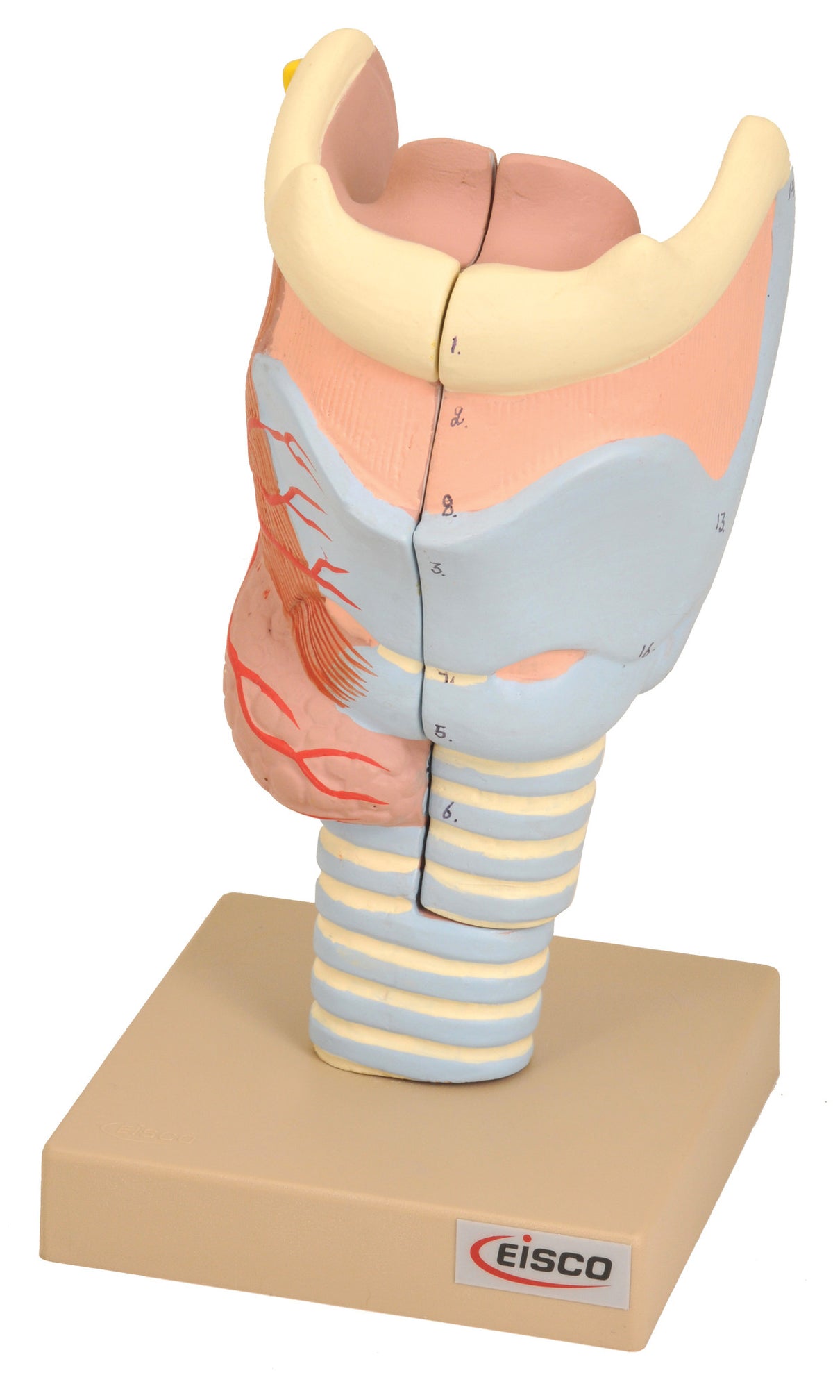Human Larynx Model