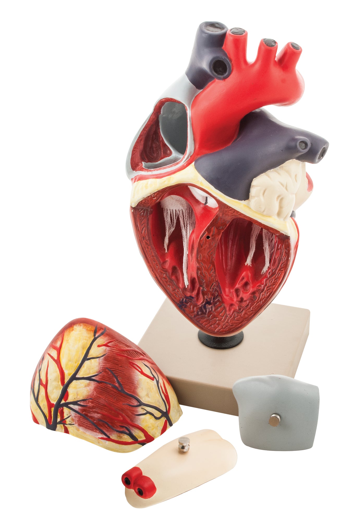 Model Human Heart - 4 Parts — Eisco Labs