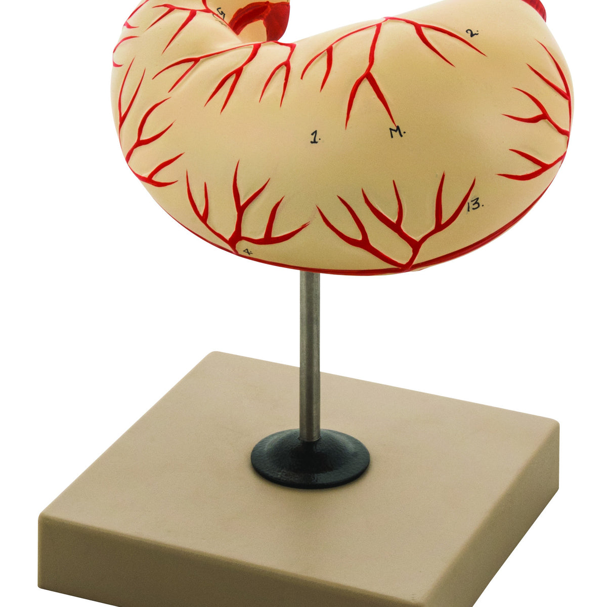 Eisco Labs Human Stomach Model - Life Size