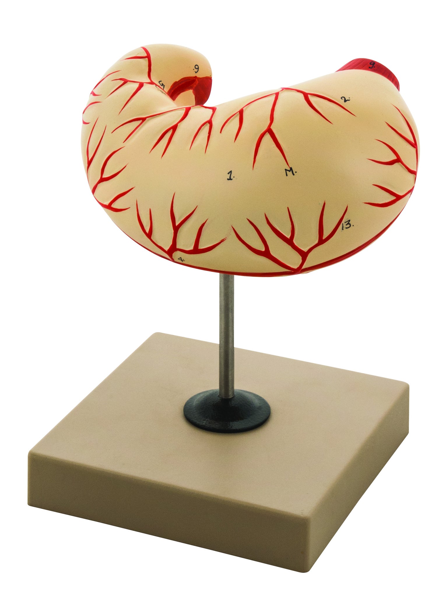 Eisco Labs Human Stomach Model - Life Size