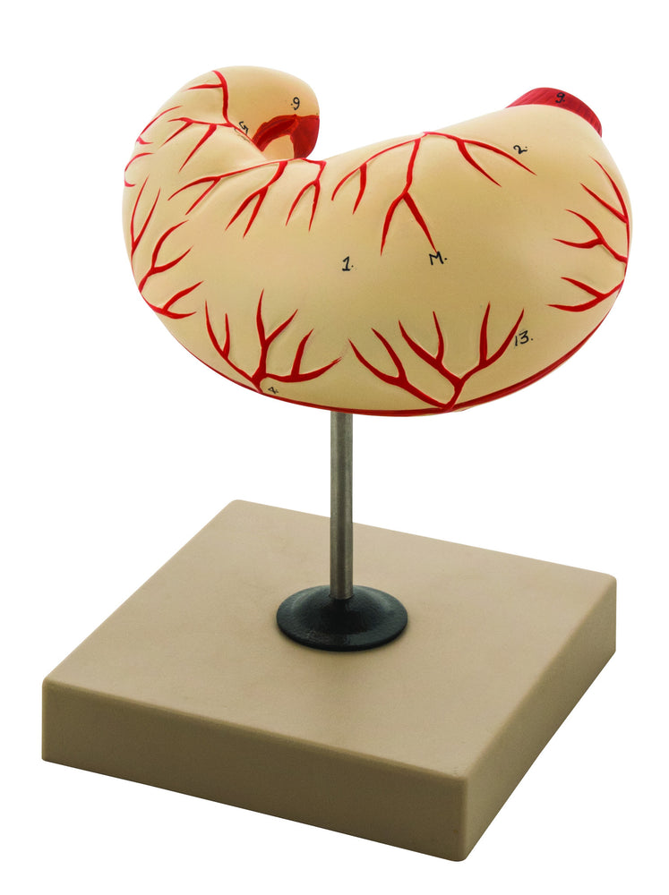 Eisco Labs Human Stomach Model - Life Size