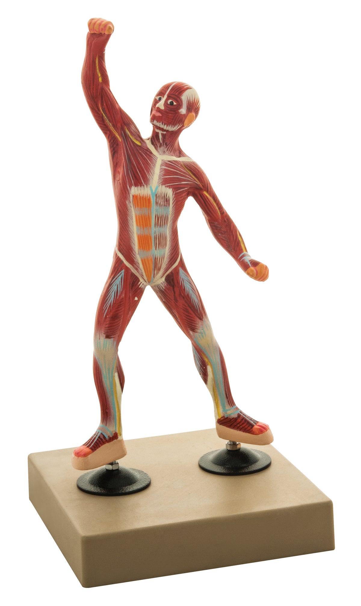 Model Muscle Figure — Eisco Labs