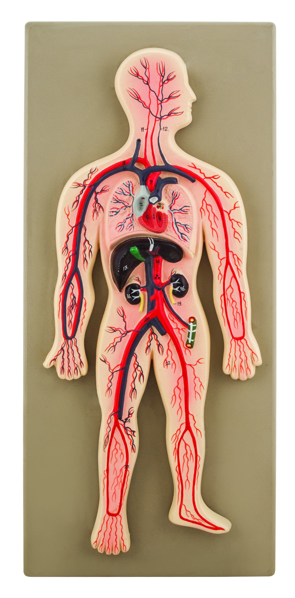 EISCO Human Circulatory System Model, Hand Painted — Eisco Labs