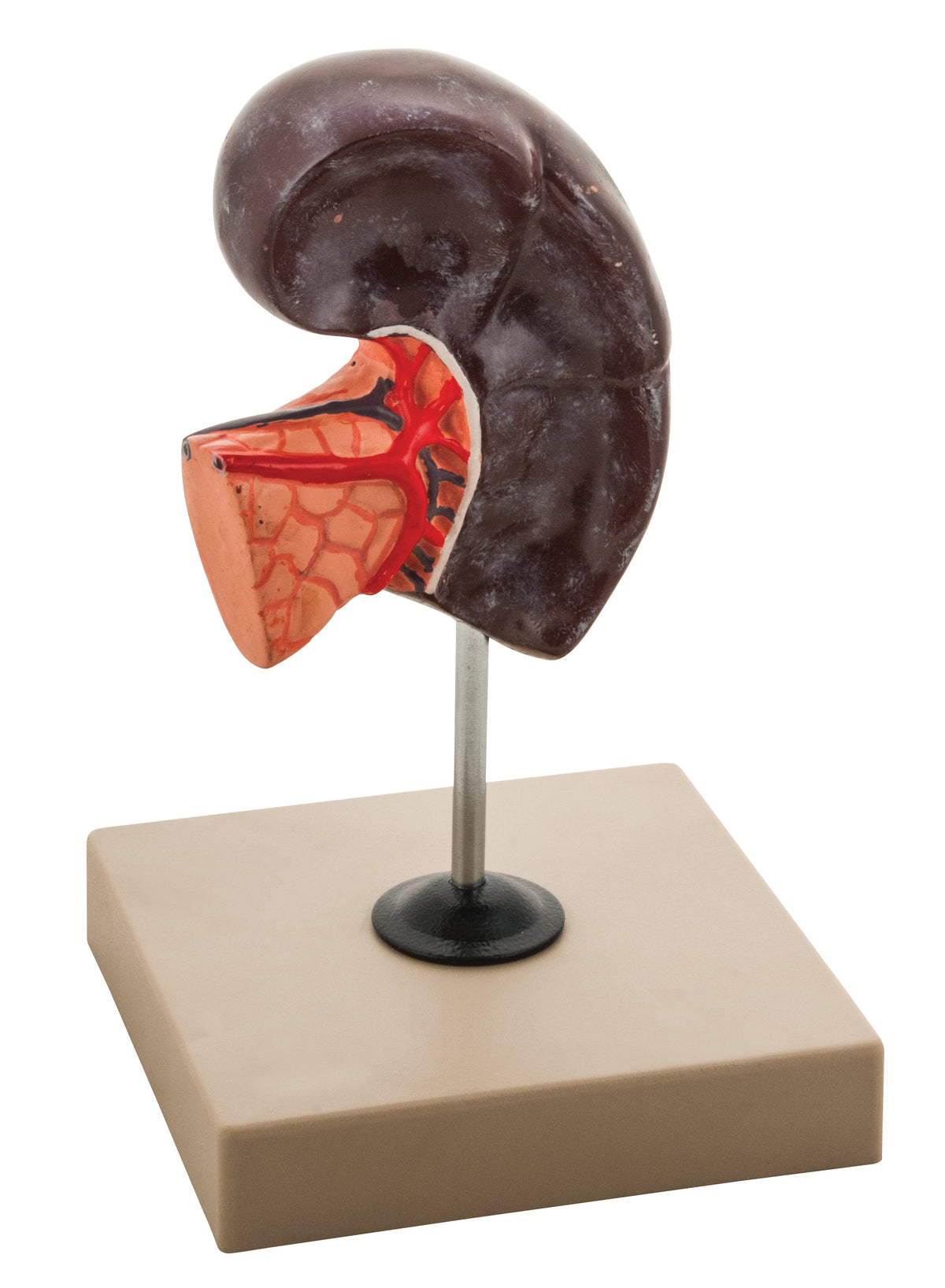 Model Human Spleen — Eisco Labs