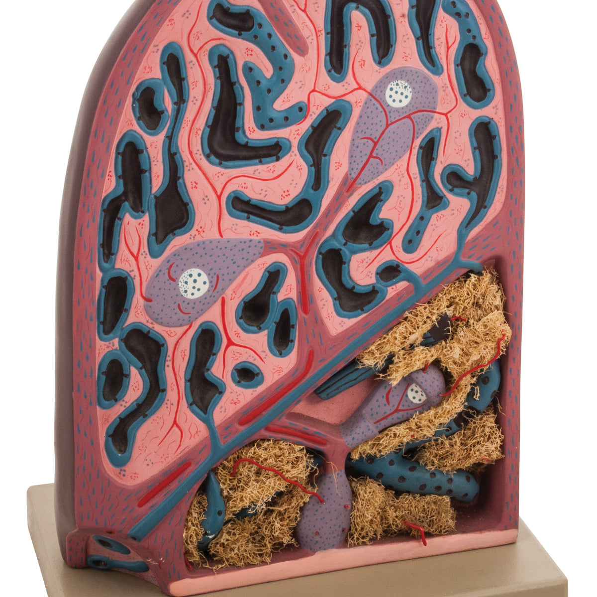 Microscopic Structure Spleen Model — Eisco Labs