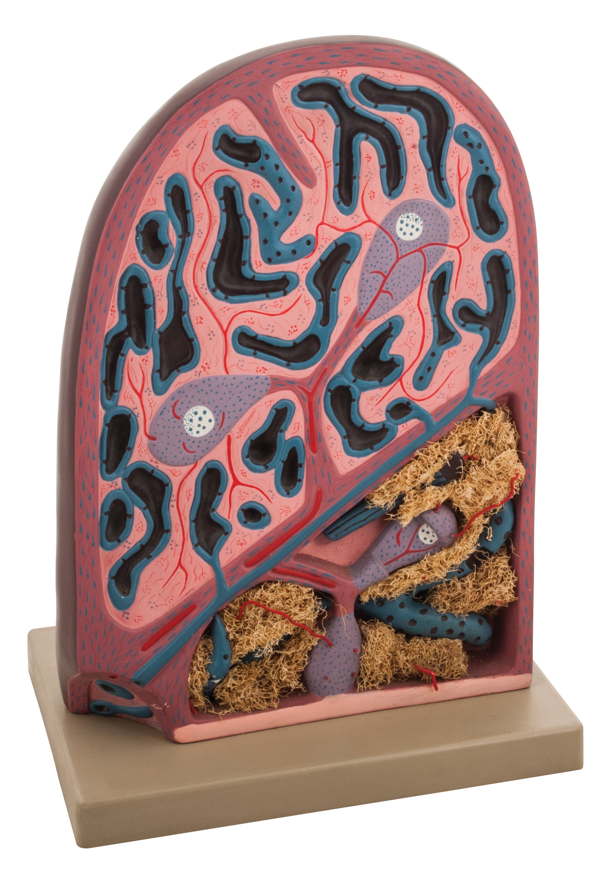 Microscopic Structure Spleen Model — Eisco Labs