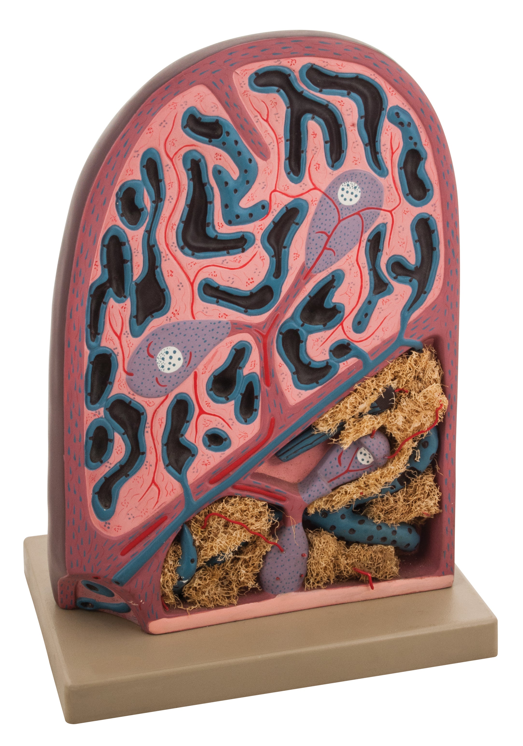 Microscopic Structure Spleen Model — Eisco Labs