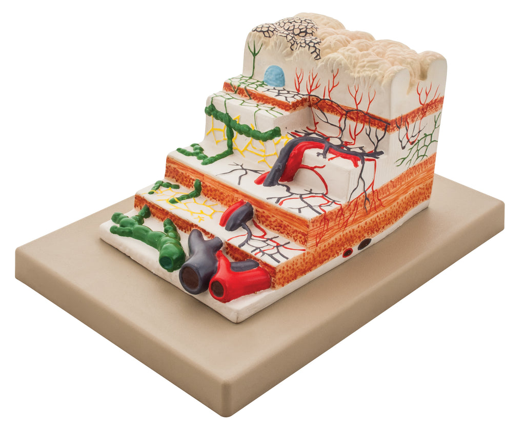 Biological Models — Page 2 — Eisco Labs