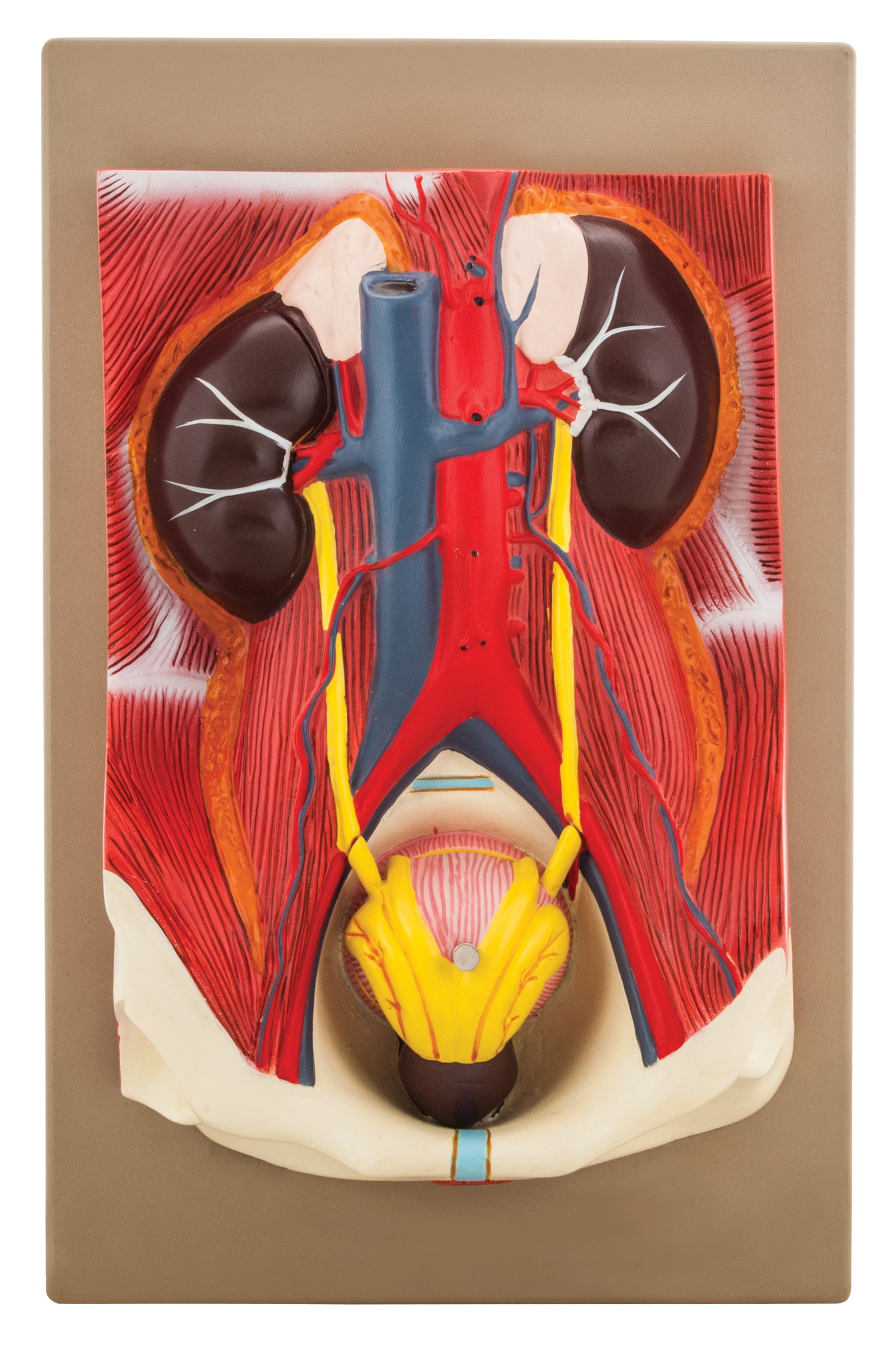 Human Anatomy Models — Page 3 — Eisco Labs