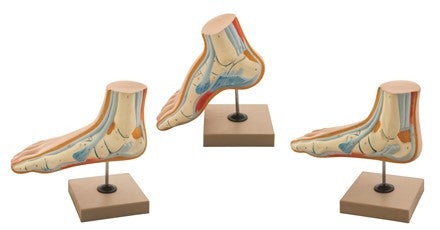 Model Human Foot Bow - Set of 3 — Eisco Labs