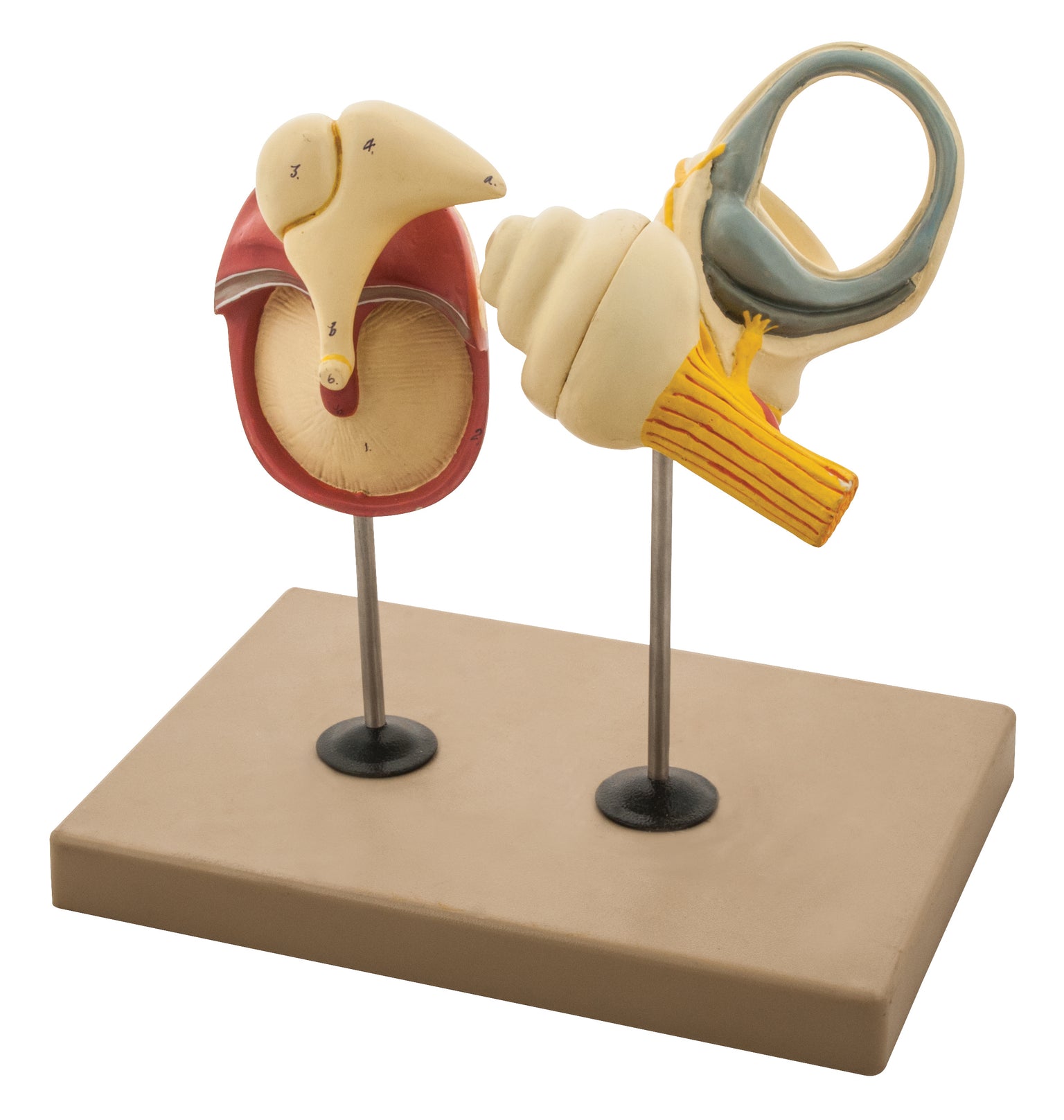 Human Anatomy Models — Page 3 — Eisco Labs