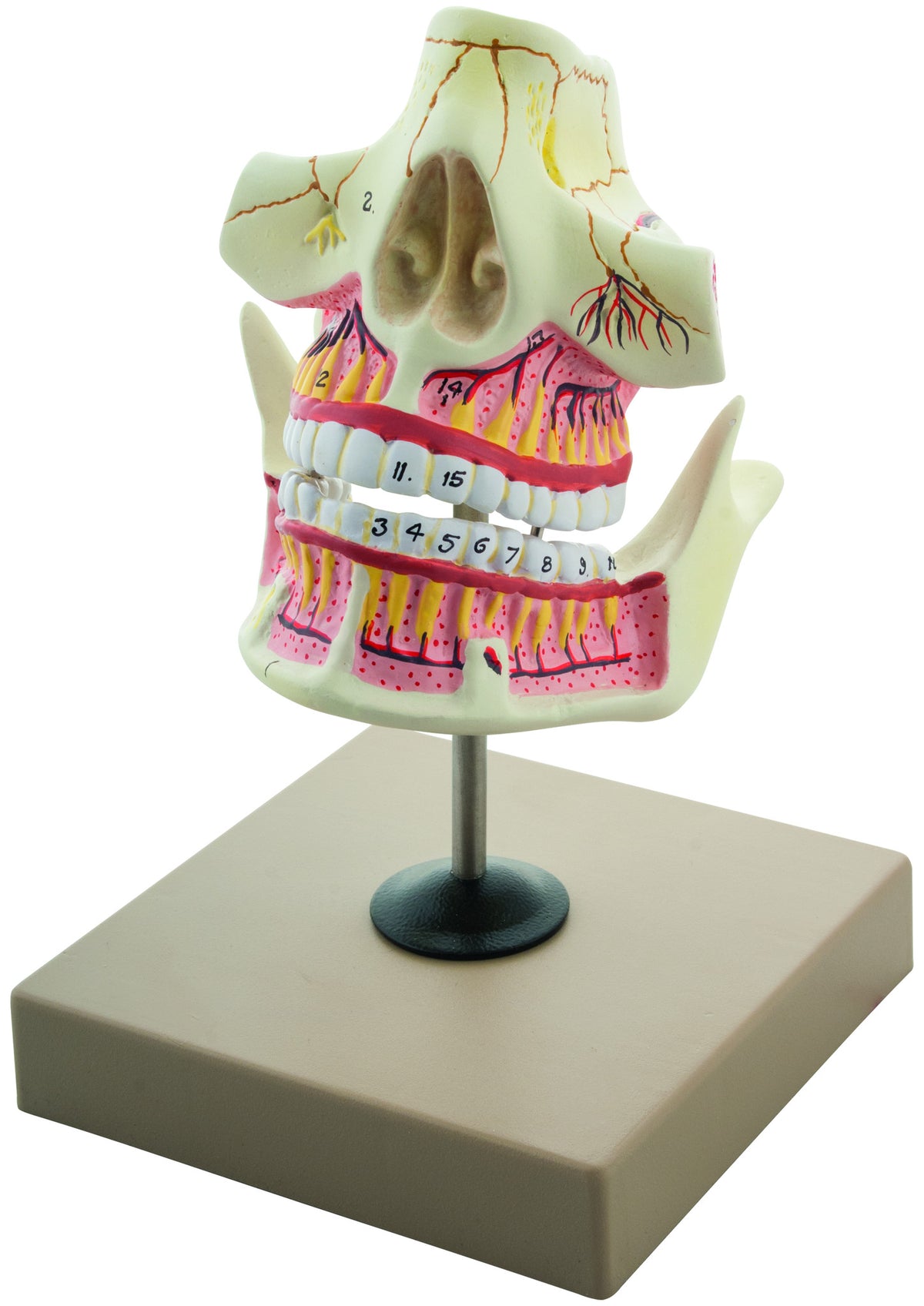Eisco Labs Adult Jaw (Upper and Lower) Model - Upper Jaw and Mandible