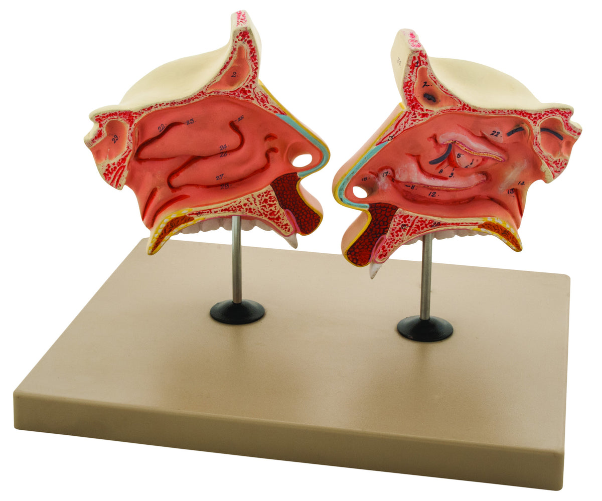 Model Nose & Olfactory Organ 3 times enlarged — Eisco Labs