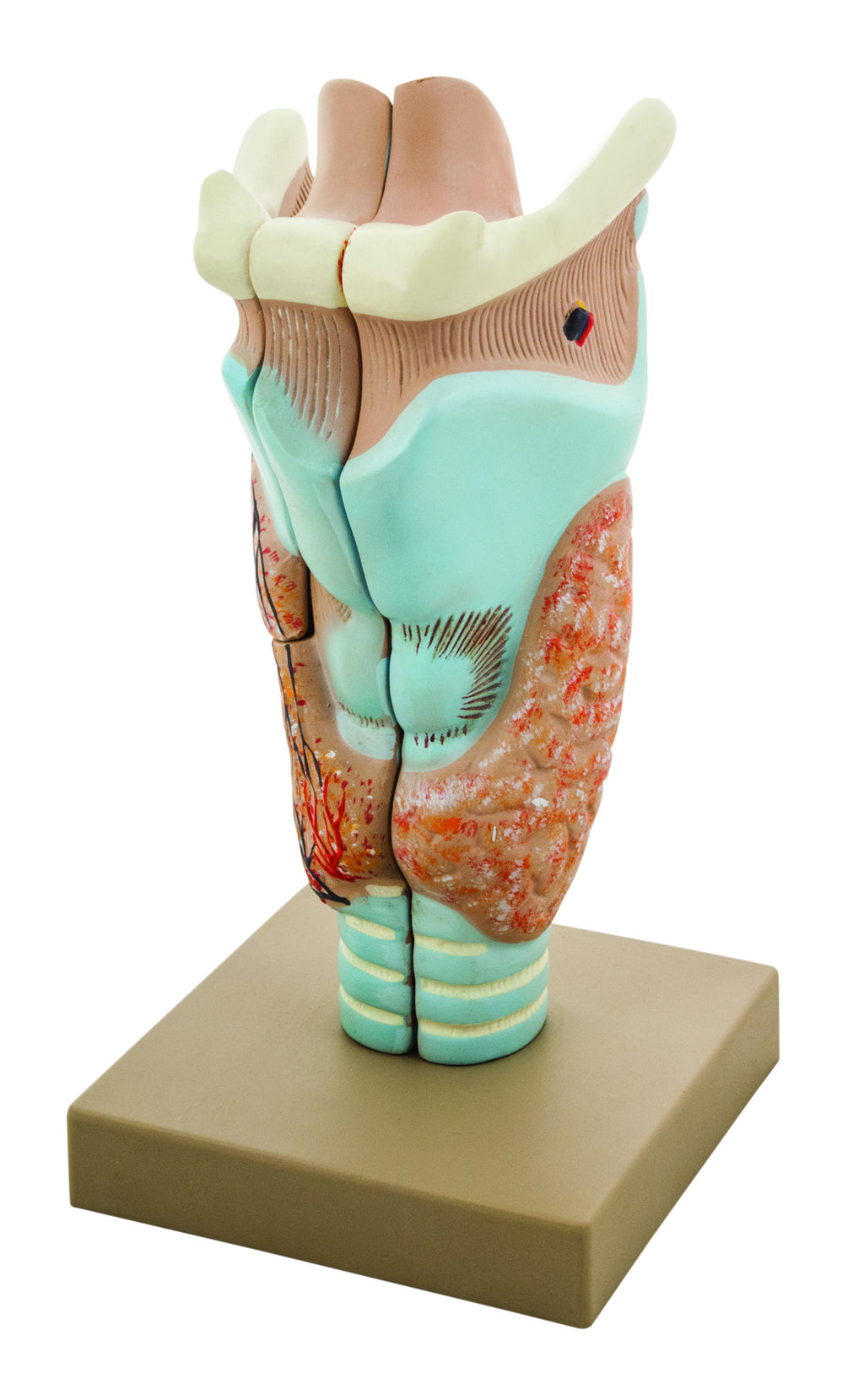 Human Anatomy Models — Page 3 — Eisco Labs