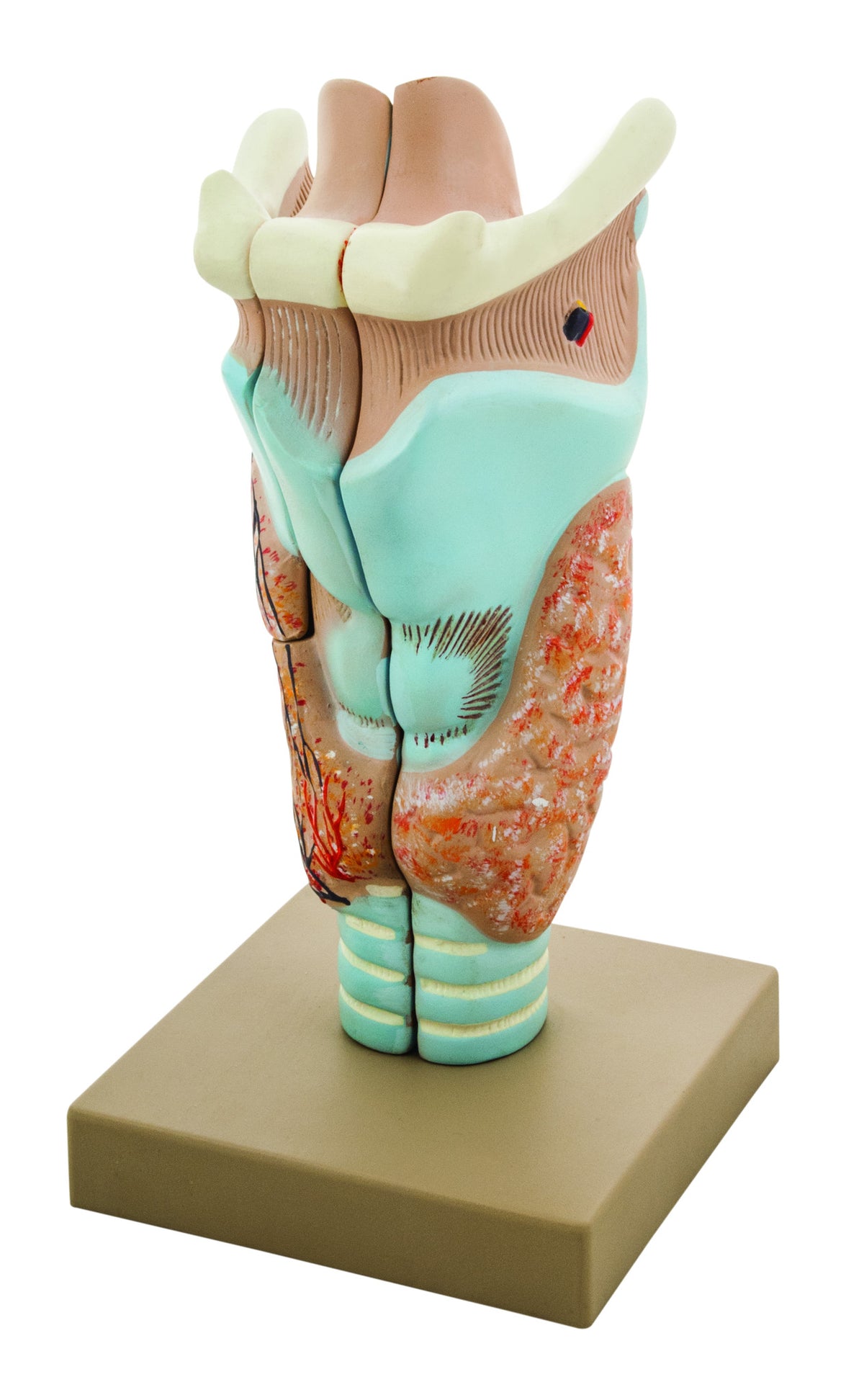 Model Larynx - 3 Parts — Eisco Labs