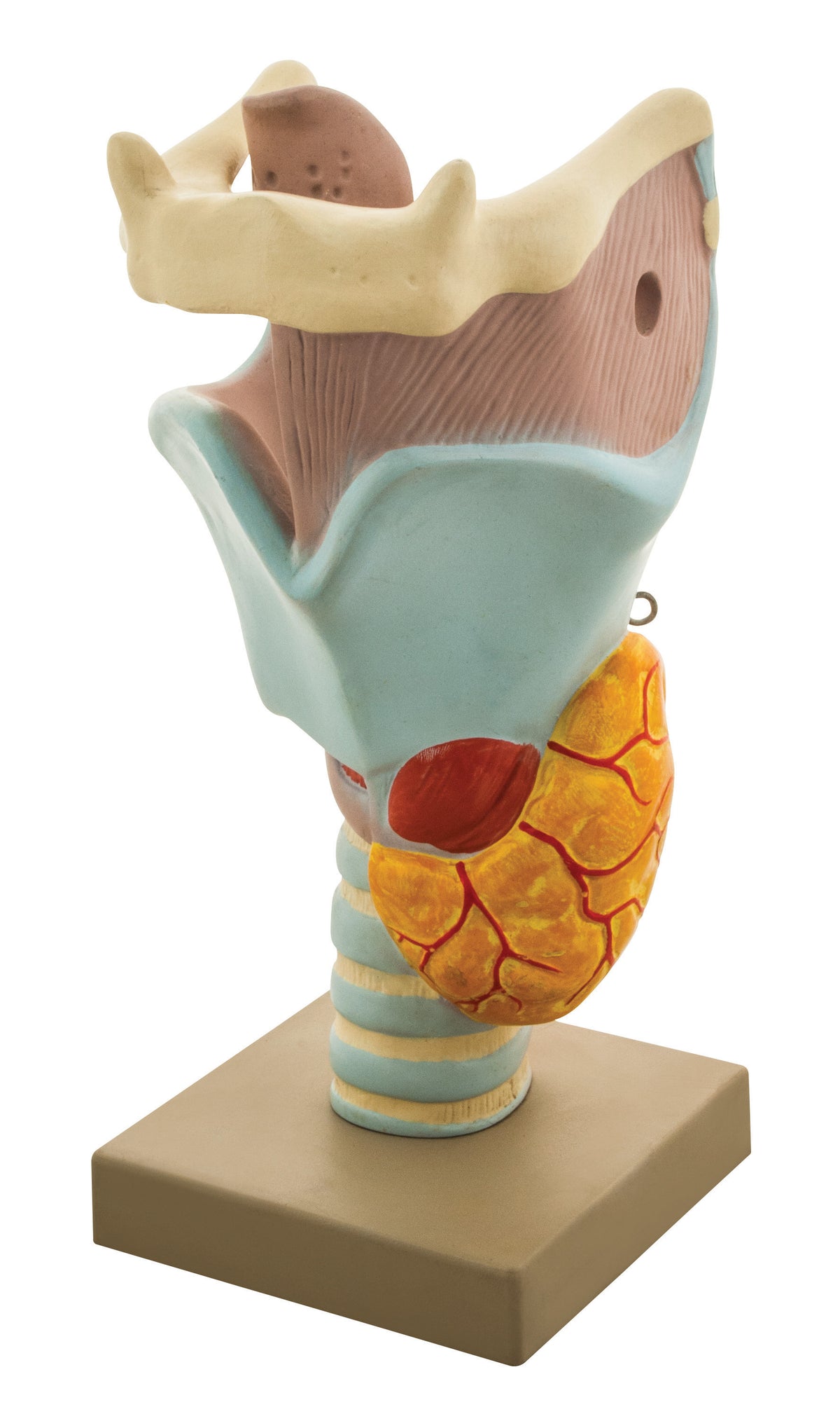 Model Human Functional Larynx -3 times Enlarged — Eisco Labs