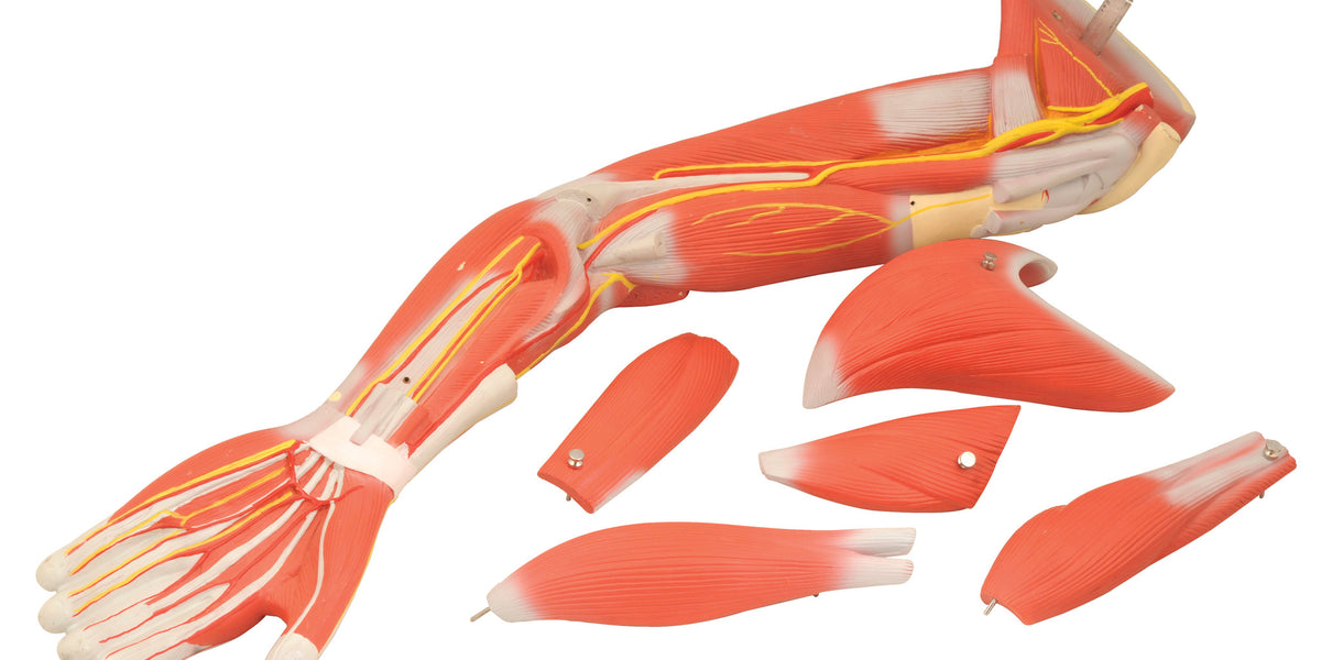 Human Muscular Arm Model Numbered with Stand — Eisco Labs