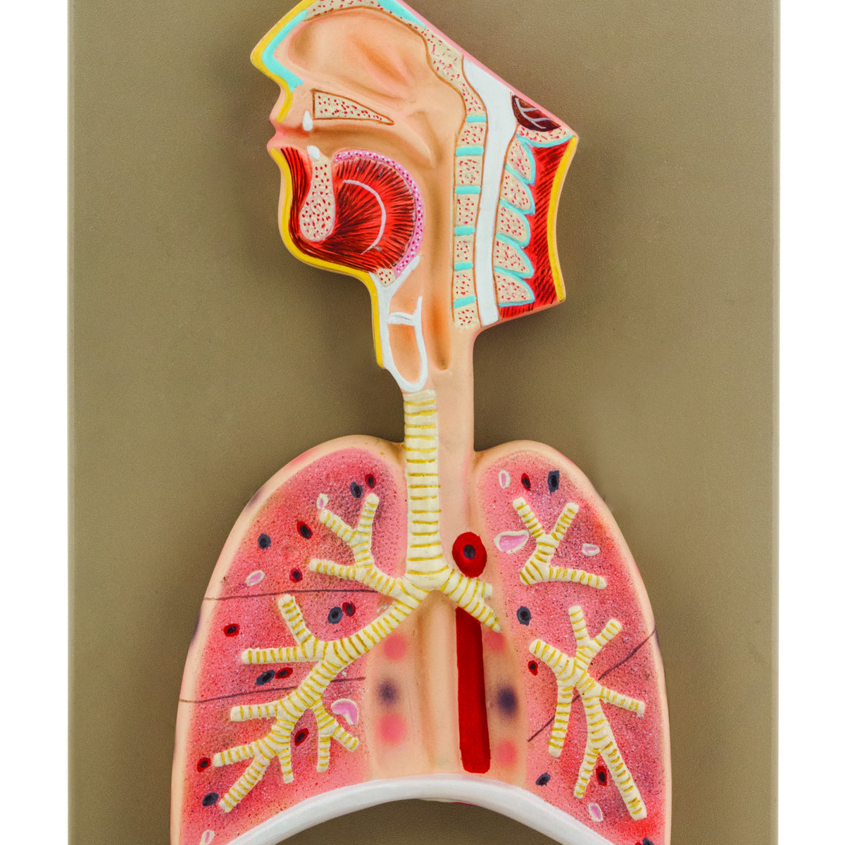 Eisco Labs Human Respiratory System Model, Half Live Size, Longitudina