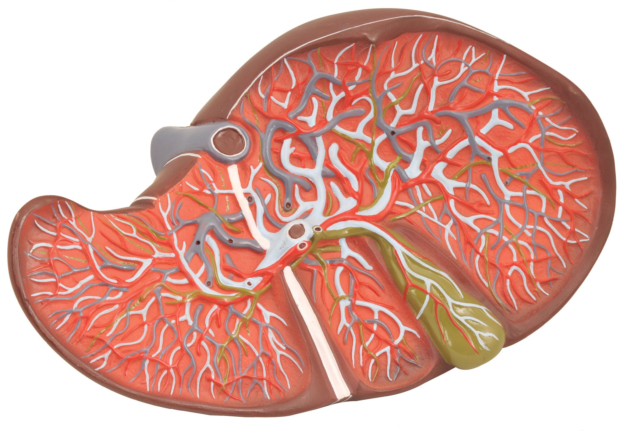 Hepatic Vein Model