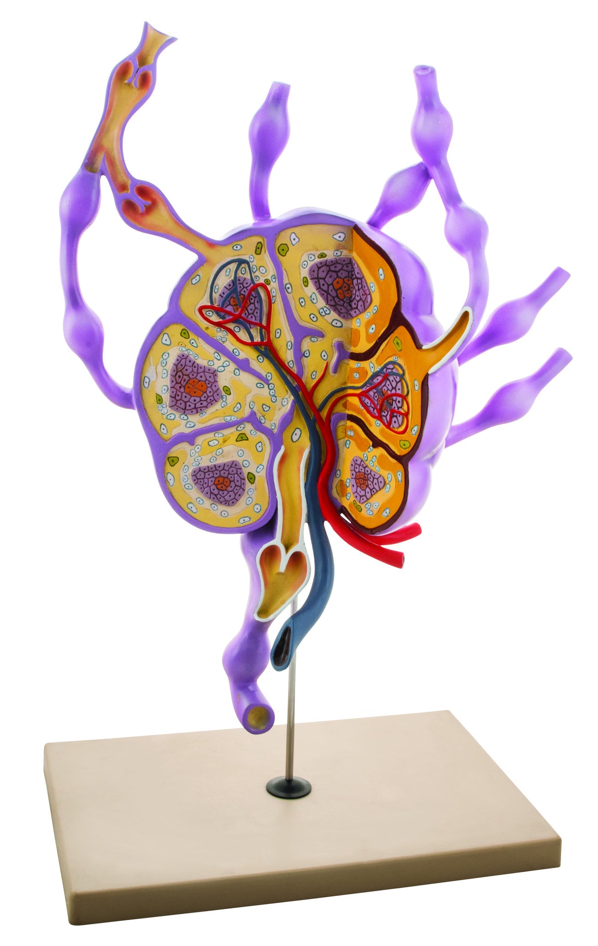 Model Lymph Nodes - 24" tall, Biology Study Model - Eisco Labs
