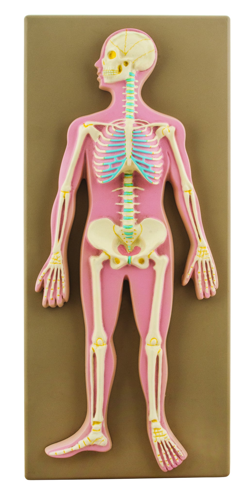 Model Human Skeletal System — Eisco Labs