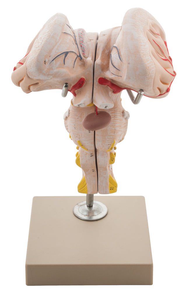 Brain Stem — Eisco Labs