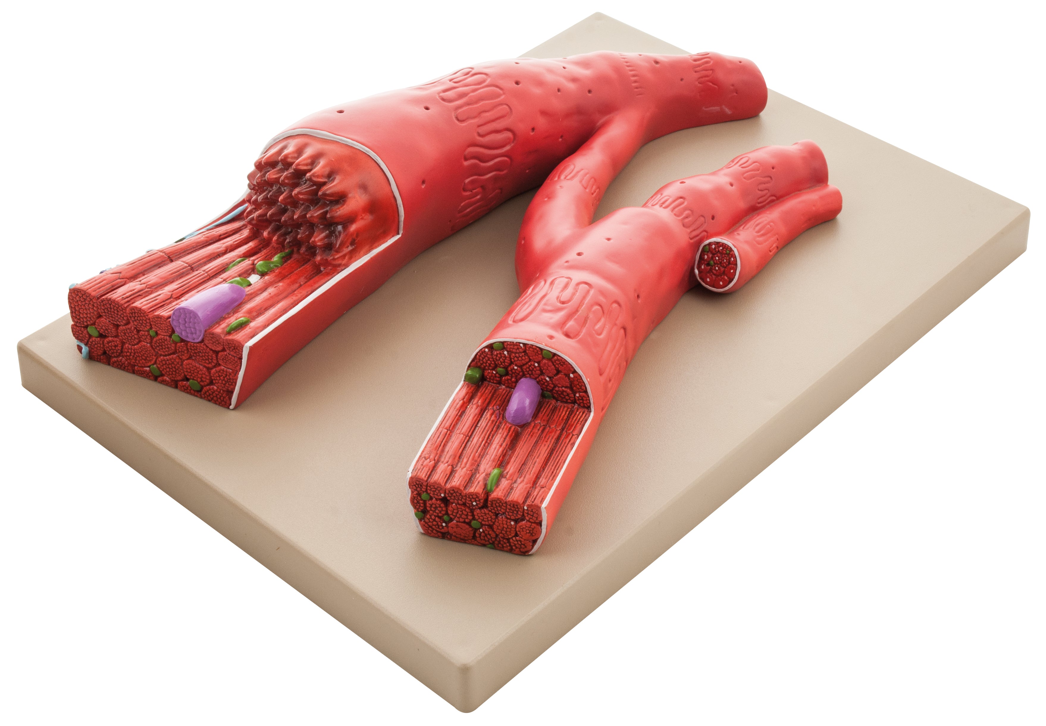 Muscle Fiber — Eisco Labs