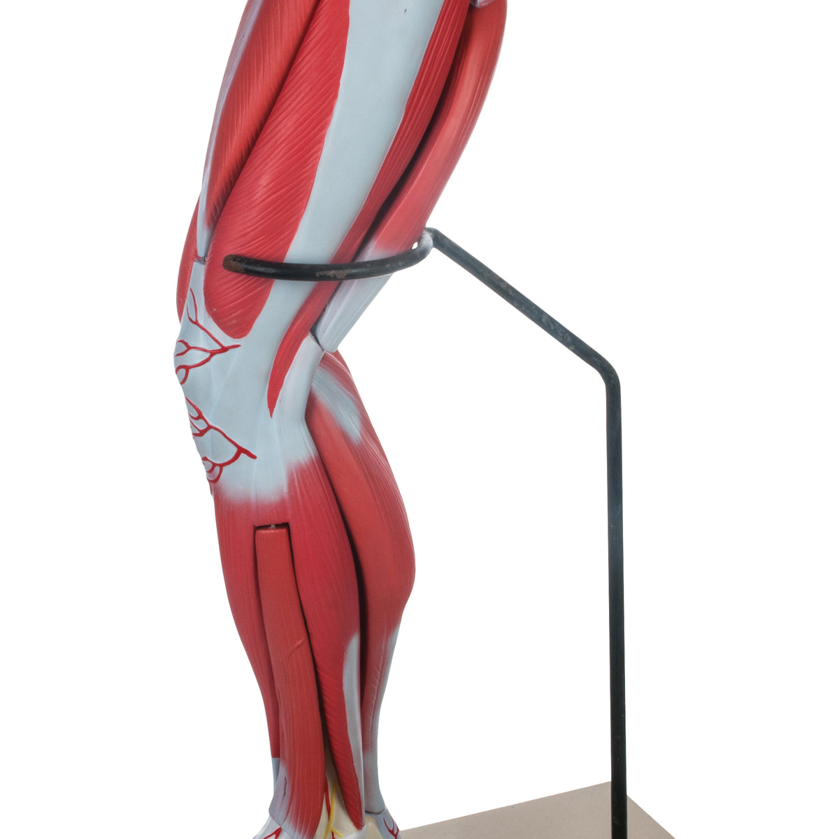 Muscular Leg - 9 Parts — Eisco Labs