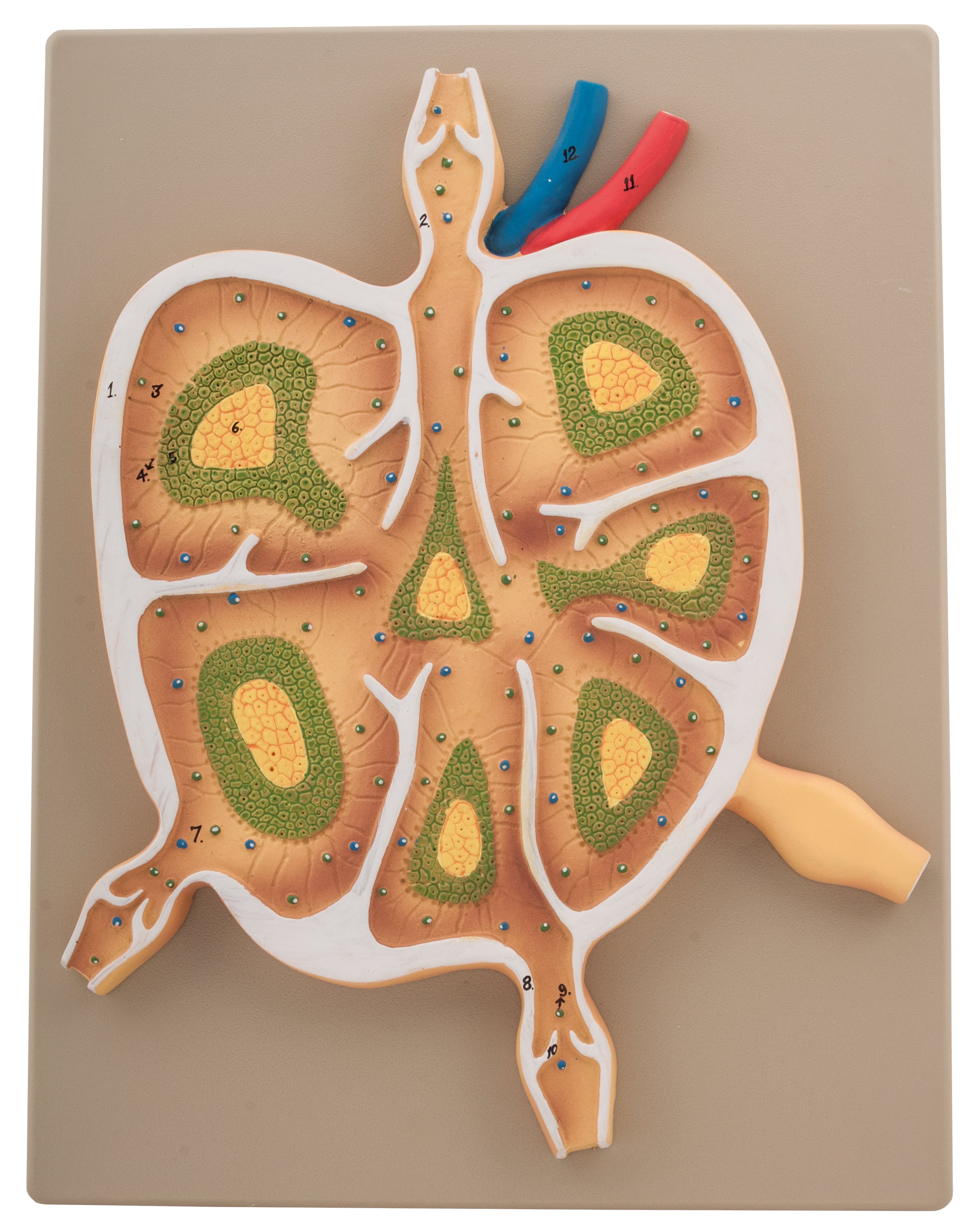 Lymph Node L.S. — Eisco Labs