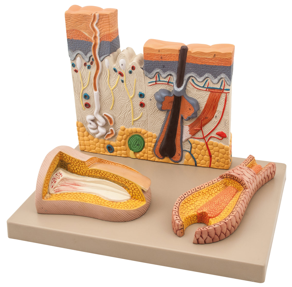 Skin Model - 3 Parts — Eisco Labs