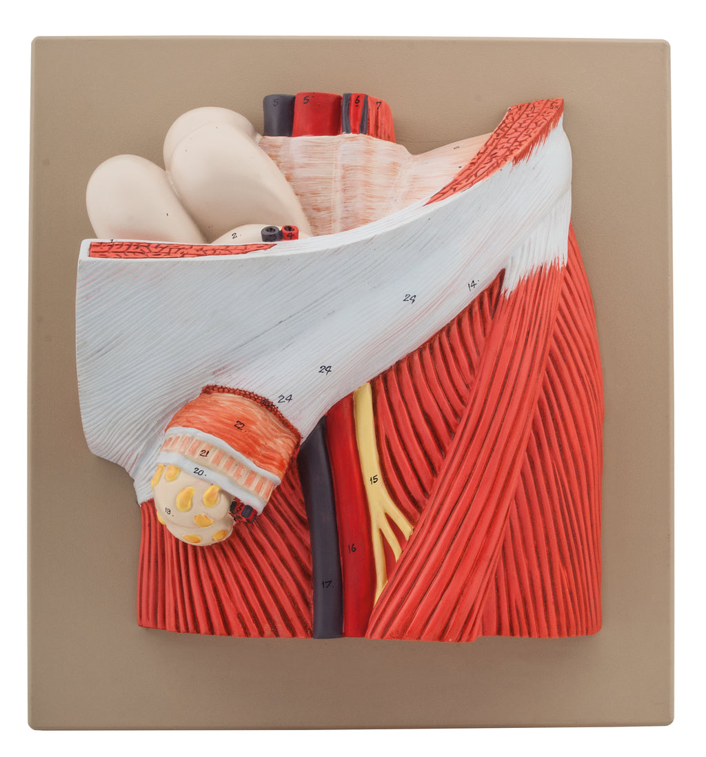 Human Anatomy Models — Eisco Labs