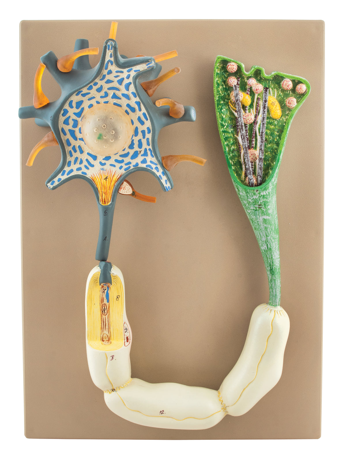 Neuron — Eisco Labs