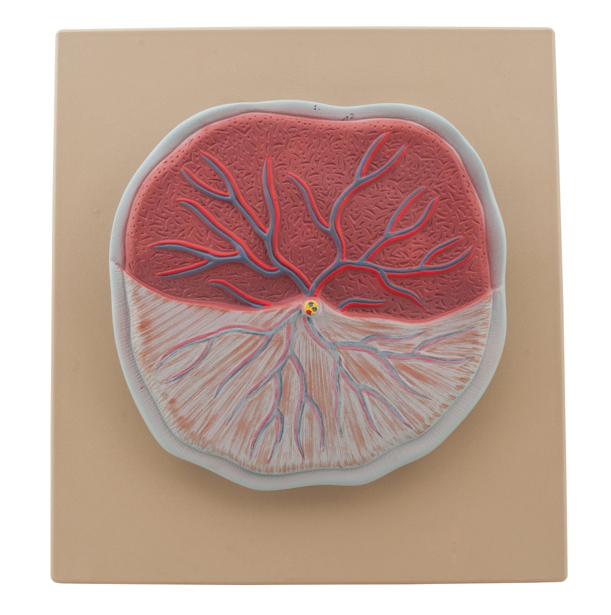 Placenta — Eisco Labs