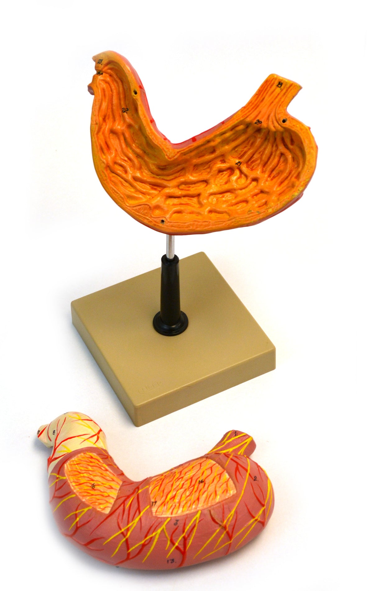 Human Life size model Stomach — Eisco Labs