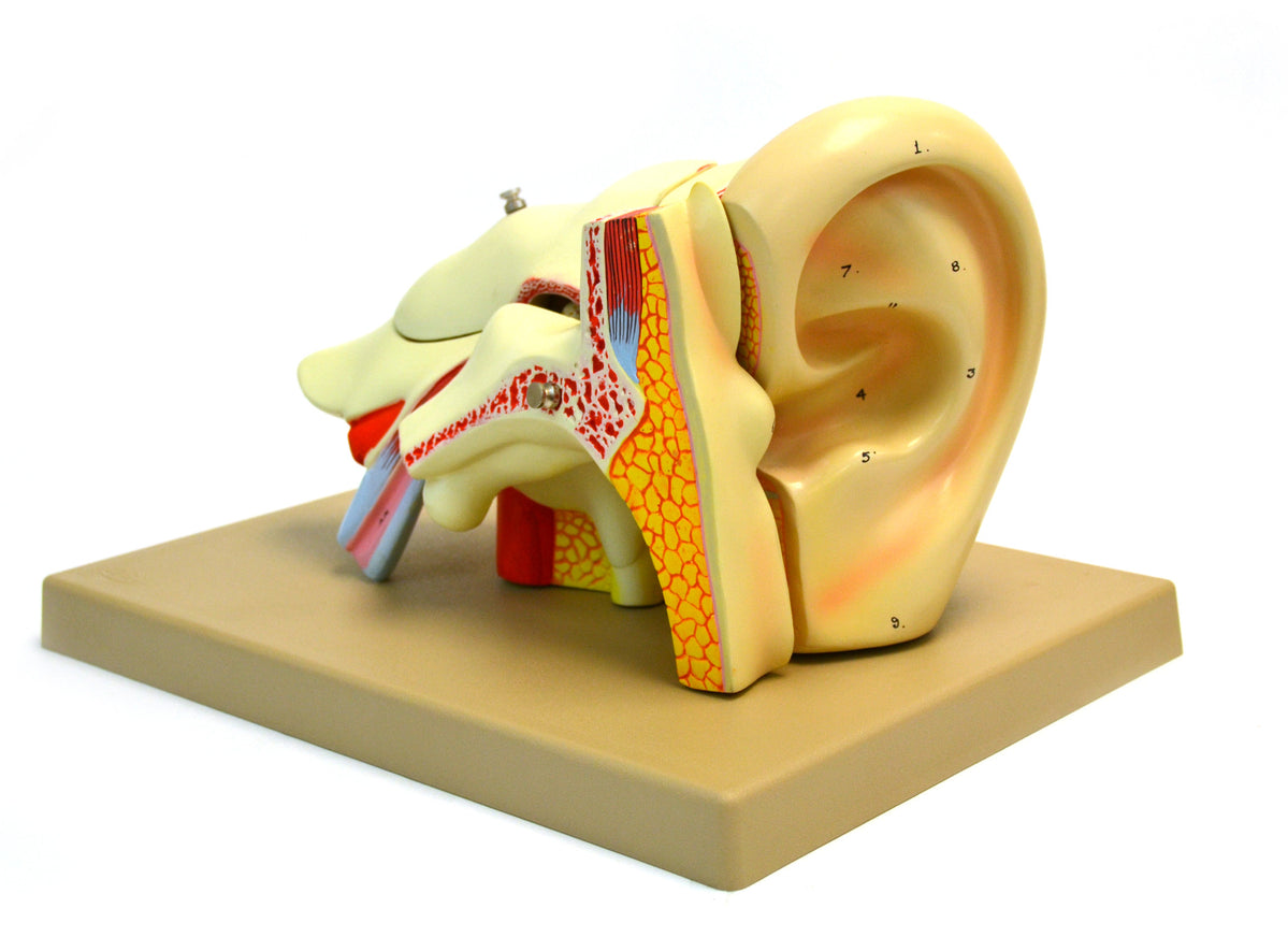 Model, Human Ear, 5 Parts, 4x life size — Eisco Labs