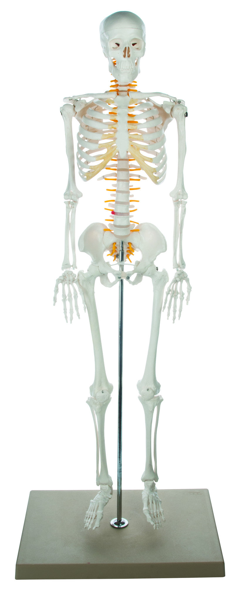 Human Skeleton - 85 cm with Nerves — Eisco Labs