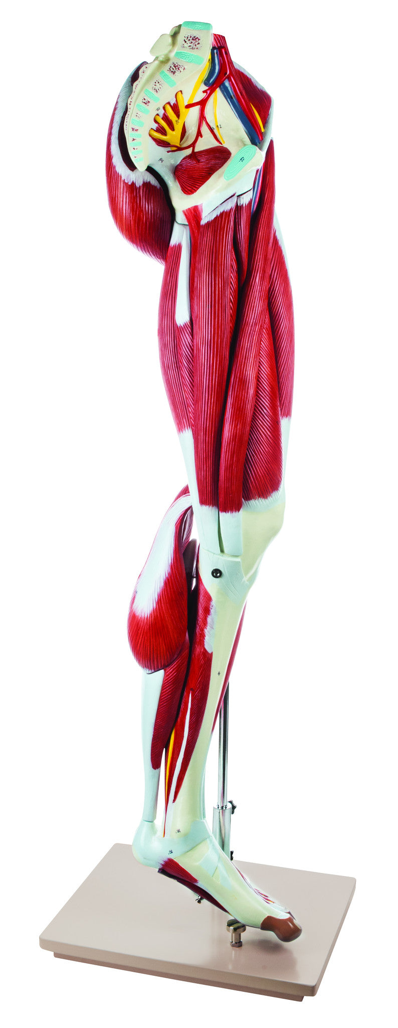 Leg Muscle Model - 9 Parts (Large) — Eisco Labs