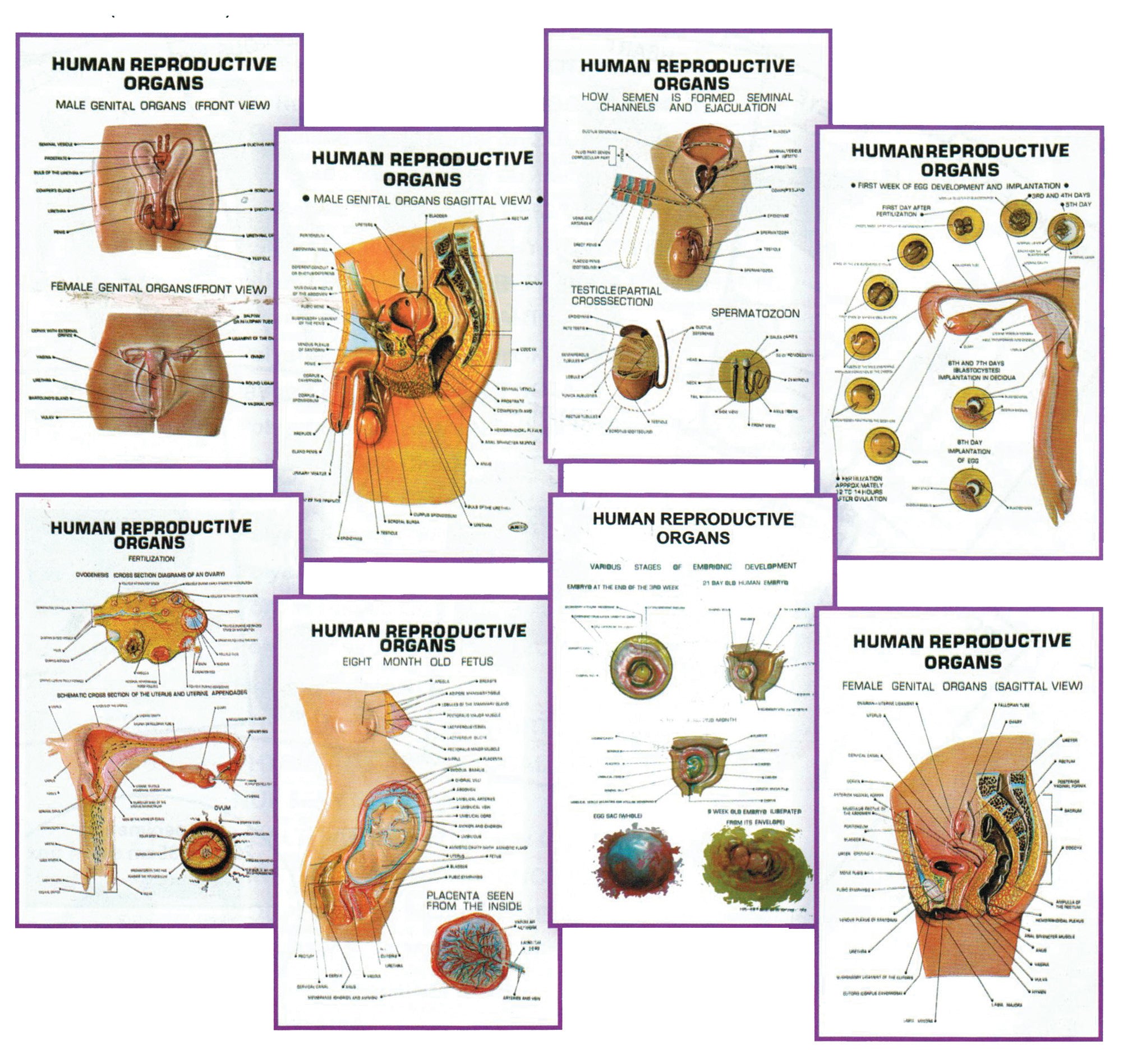 Human Anatomy Charts — Eisco Labs