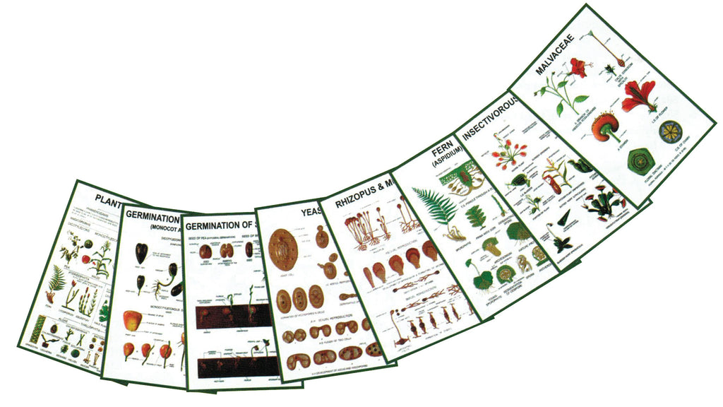 Botany Charts — Eisco Labs